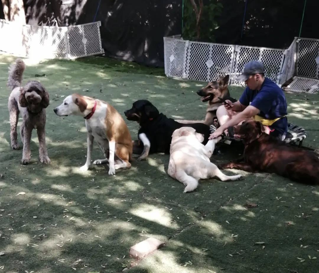 Dog Day Care, Kenneling, Pet Sitting, Daily Walks| While You Were Out ...